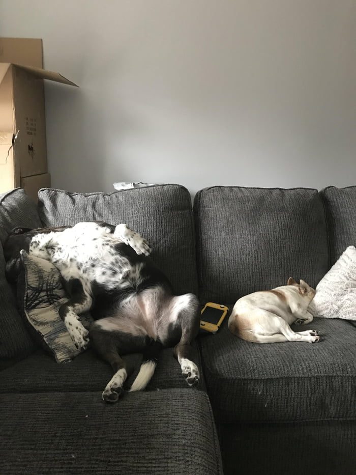 They like to shove their faces into the couch for no reason - 9GAG