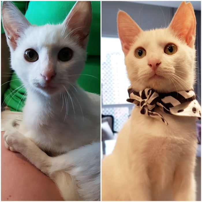 This is my rescue cat Lalo, the day we got him and after a month. - 9GAG