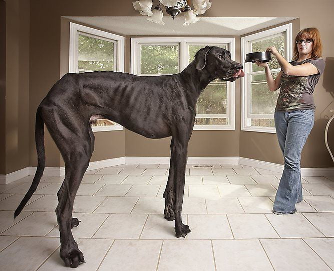 Meet Zeus, the tallest dog on record. A Great Dane, standing on his ...