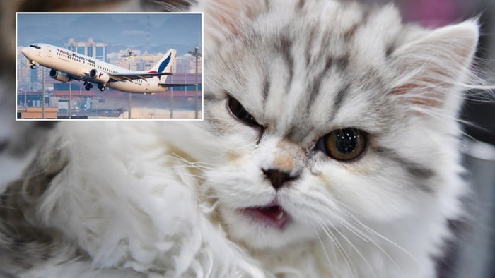 Plane forced to land in Sudan after CAT ATTACKS pilot in mid-air. The ...