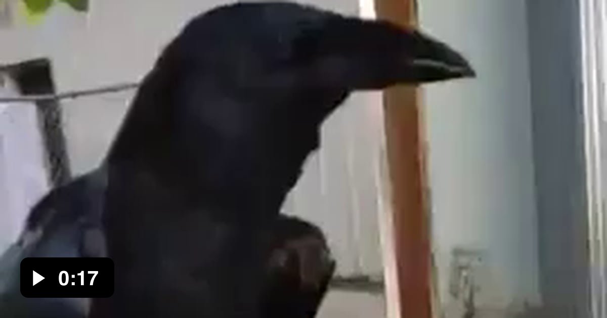 Ravens and crows are some of the most intelligent animals on earth and ...
