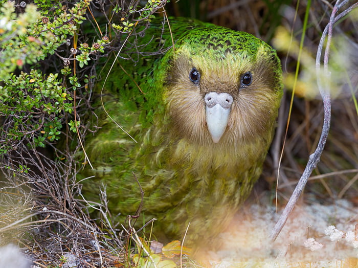 Did you know about the kakapo!? Is the fu*** mix of an owl and a parrot ...