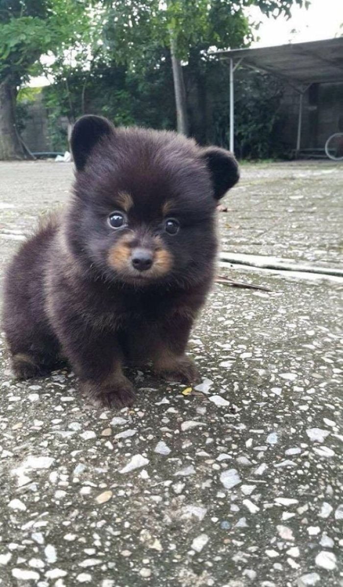Puppy looks like a mini-bear - 9GAG