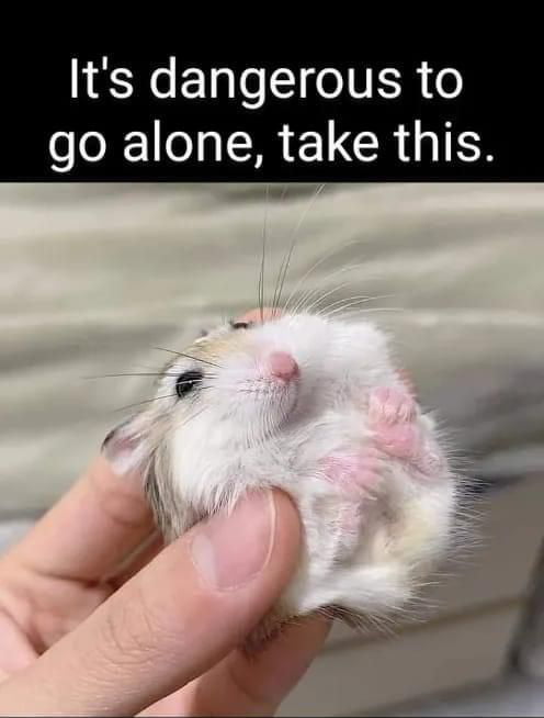 SMALL CHUNGUS - 9GAG