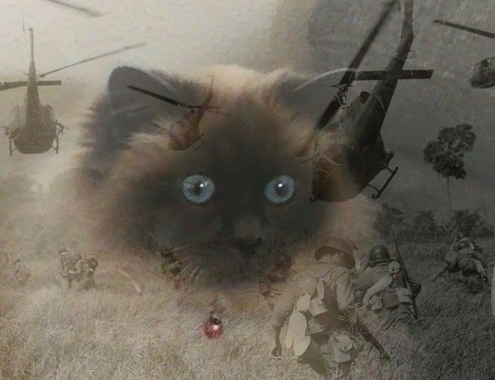 Made this flashback meme of my cat. - 9GAG