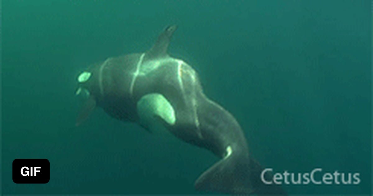 Meet Stumpy, a severely disabled Orca who was able to survive into adulthood only with the ...