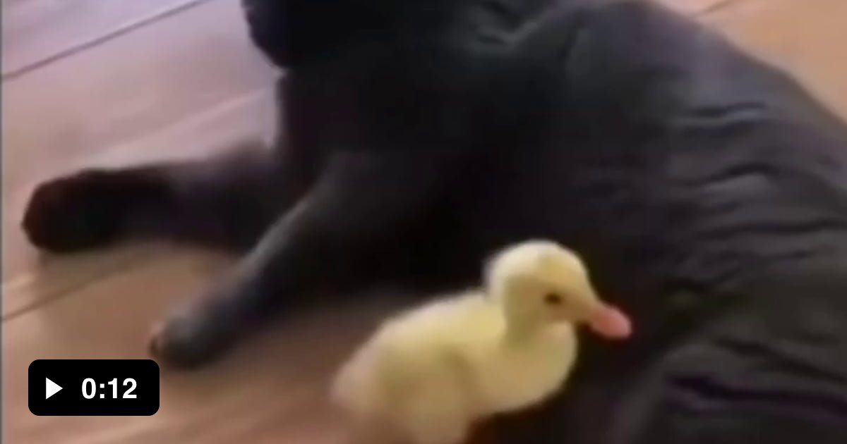 Cats are so fookin lovely creatures - 9GAG