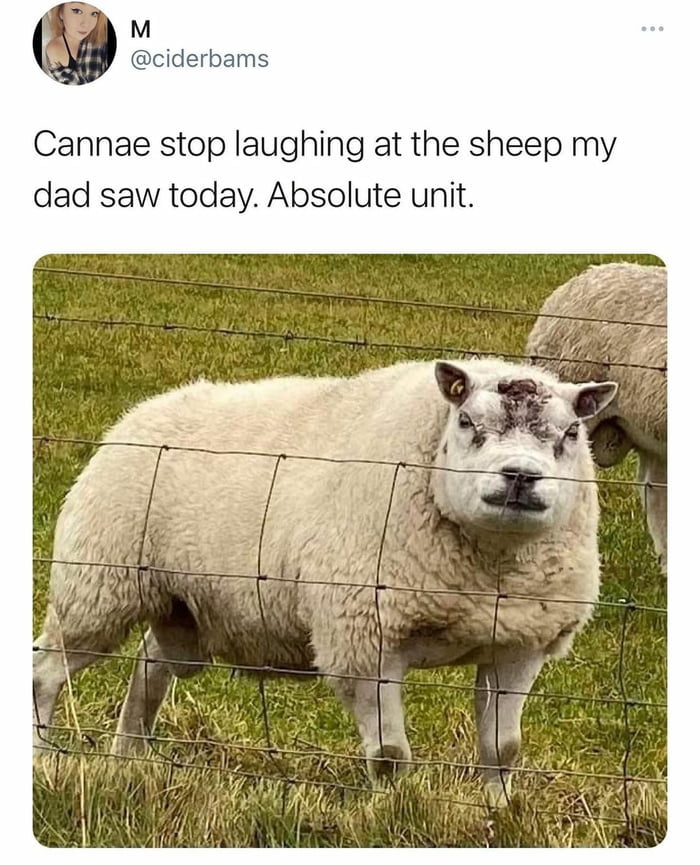 Chad sheep form. Destroyer of lives conqueror if the thicc. - 9GAG