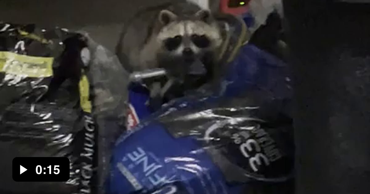 Raccoon vs Garden Hose - 9GAG