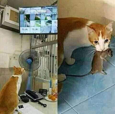 Smart security Cat - 9GAG