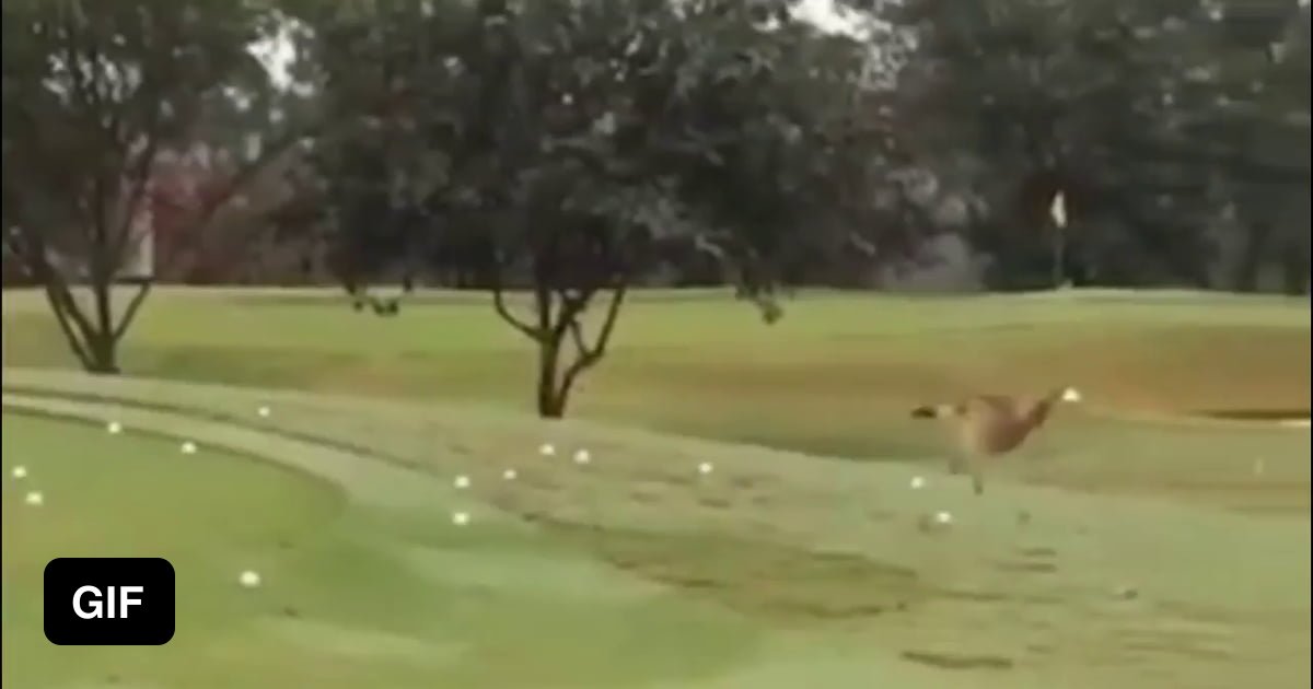 Yes, golf balls bounce on concrete. - 9GAG
