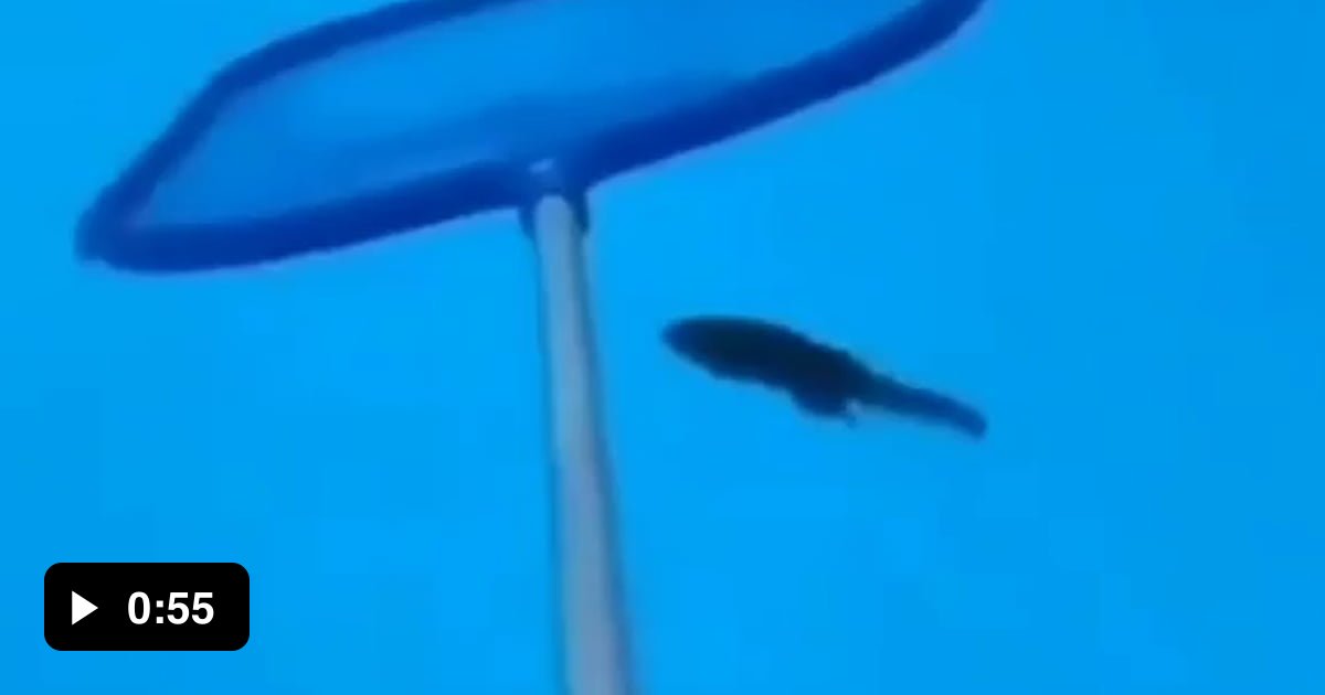 Drowned baby squirrel brought back to life - 9GAG