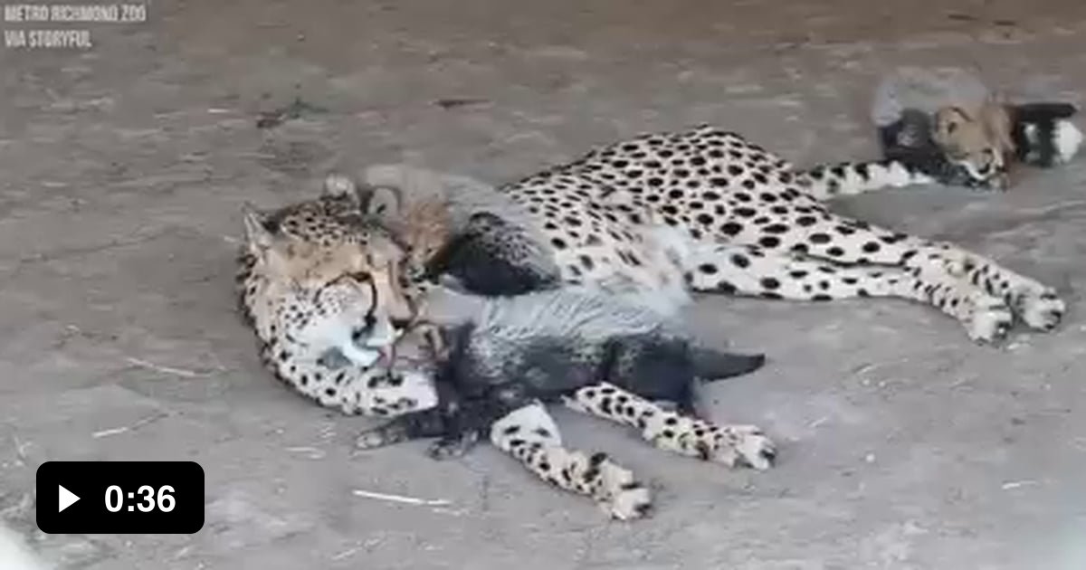 Proud Cheetah Mama! - 9GAG