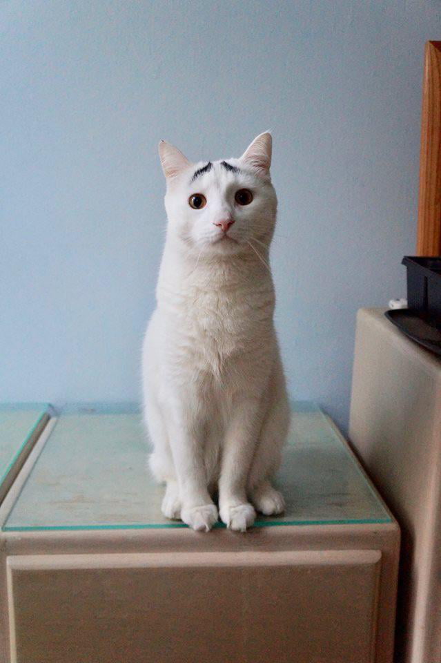Everybody meet Sam, he has eyebrows! - 9GAG
