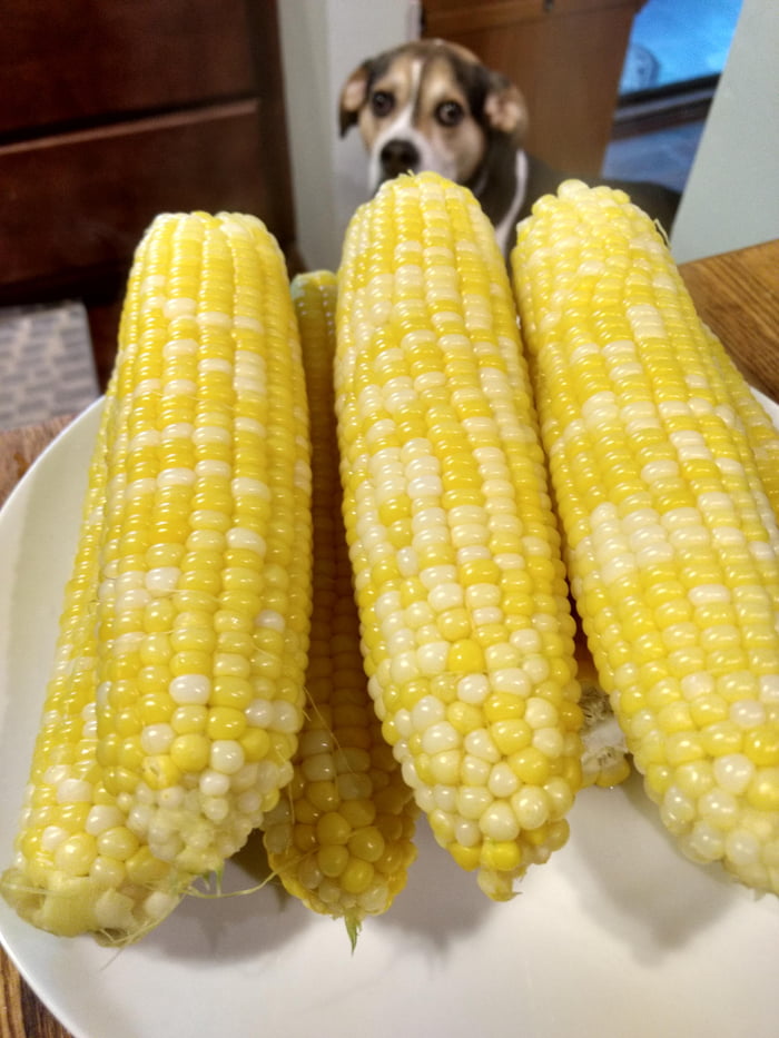 Indiana sweet corn - 9GAG