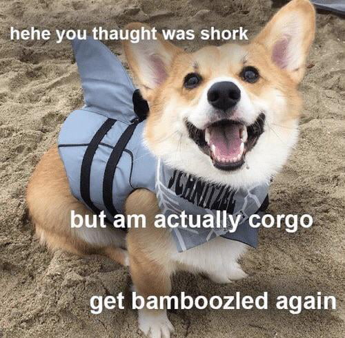 Guess what? You just got heckin bamboozled! ( ‿ ) - 9GAG