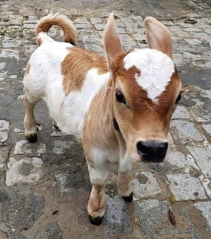 This baby cow looks like a dog. - 9GAG