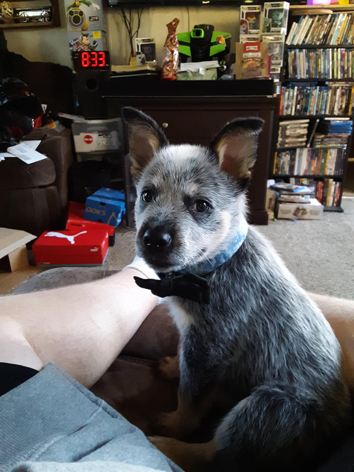 The good Pupper - 9GAG