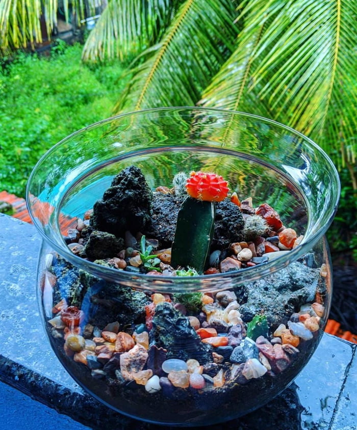 New dry terrarium - 9GAG