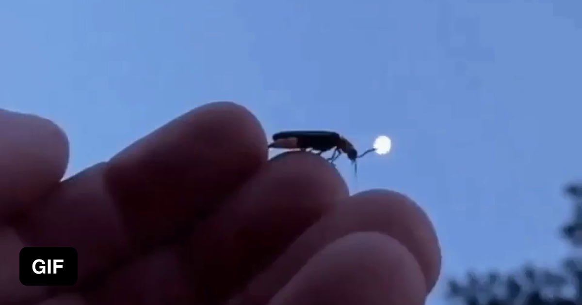 Little Firefly. - 9GAG