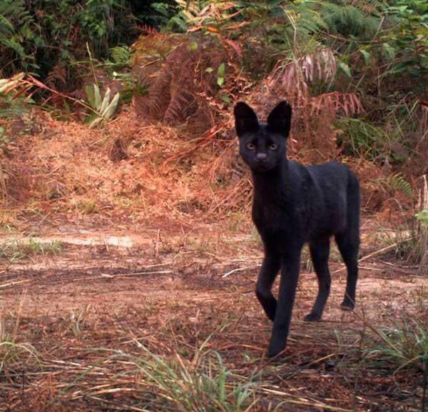 An extremely rare Melanistic Serval - 9GAG