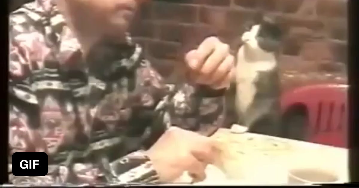 Cat communicates with its deaf owner using sign language - 9GAG