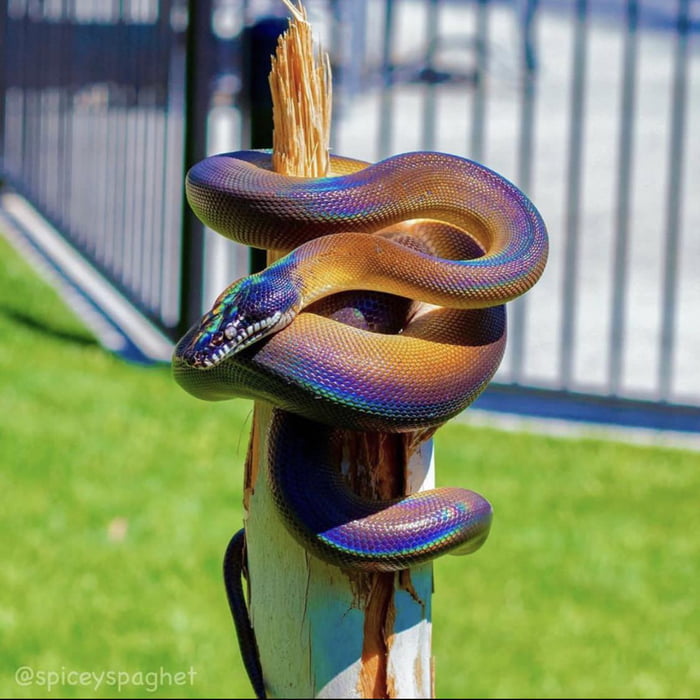 White lipped python - 9GAG