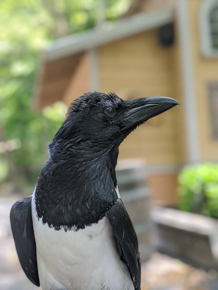 The corvid family are among the most intelligent birds! They may work ...