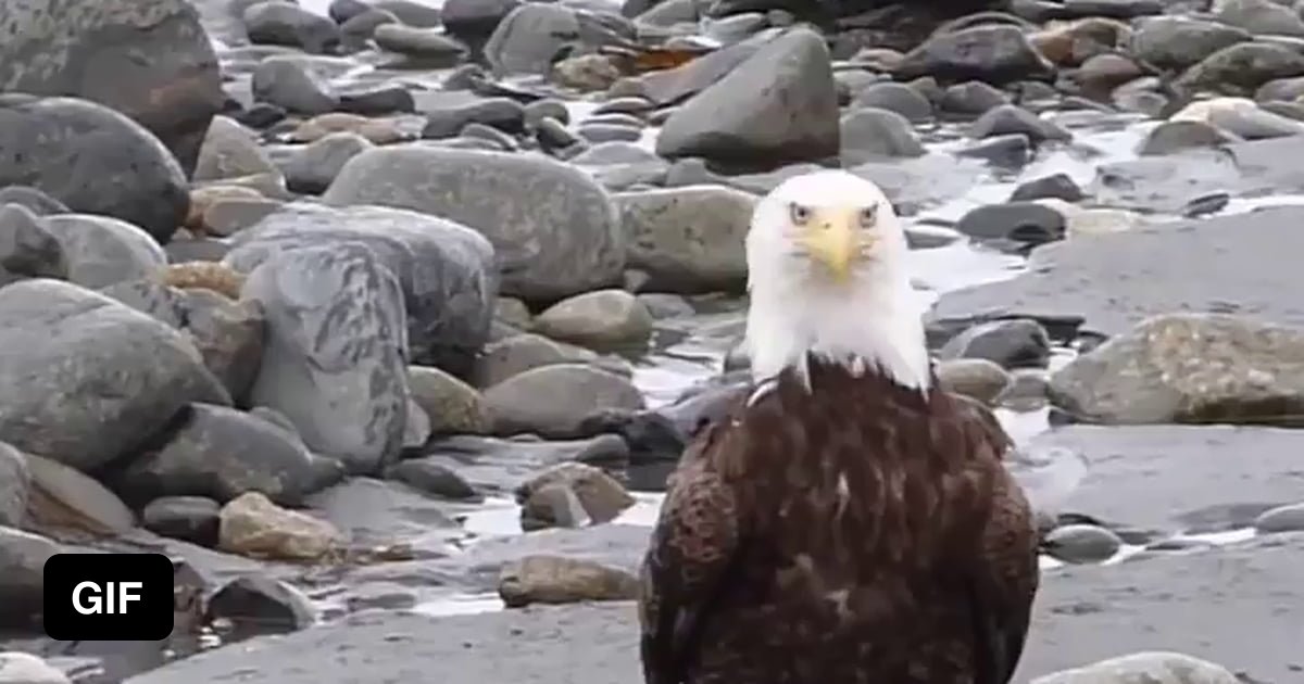 Bald Eagle walking like a derp - 9GAG