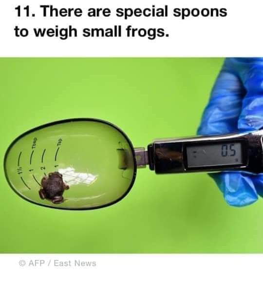 They have special frog weighing spoons - 9GAG