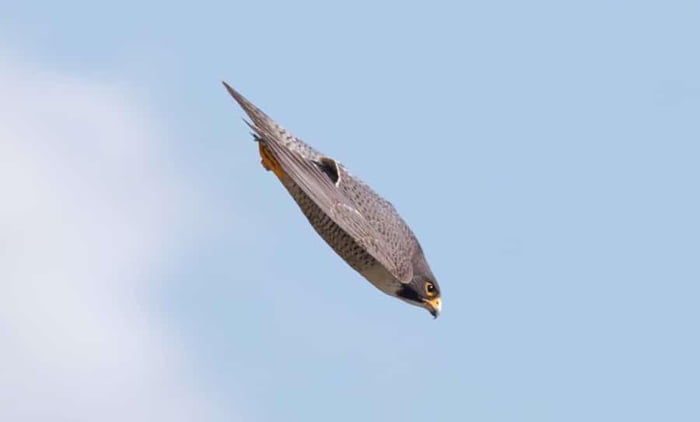 The peregrine falcon is considered the fastest animal on the planet ...