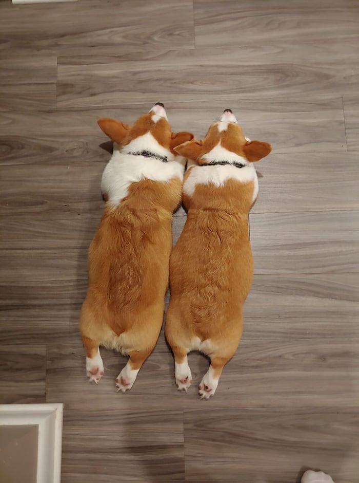 Double sploot - 9GAG