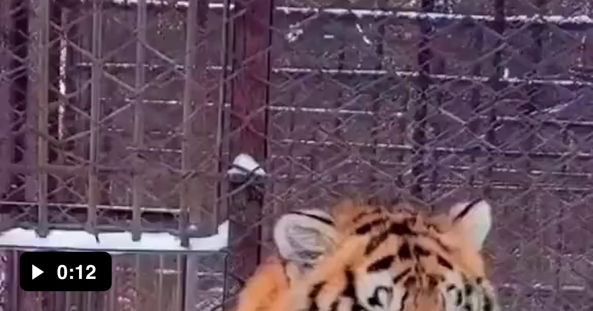 There is a tiger inside you. My tiger…. - 9GAG