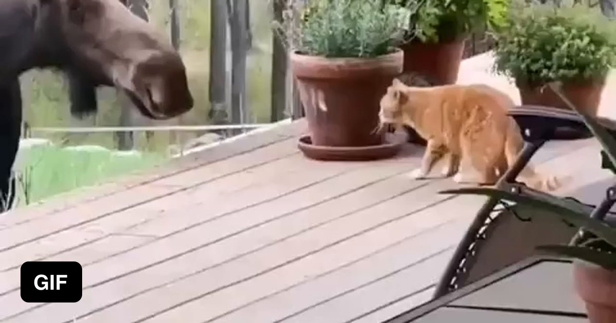 Strange mouse - 9GAG