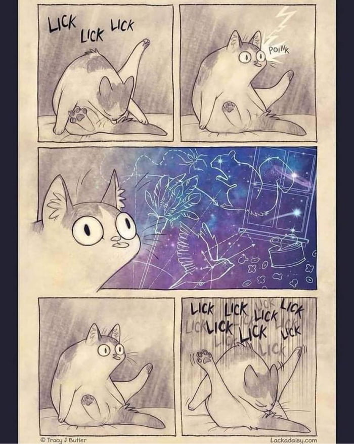 Sudden clarity cat - 9GAG