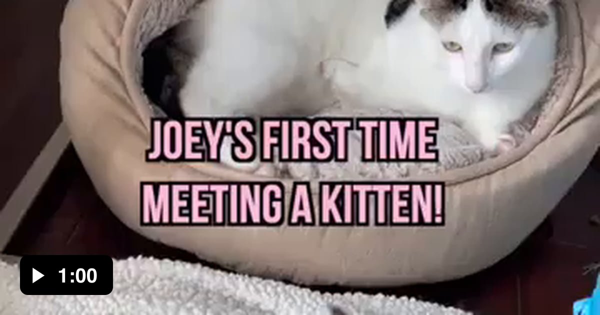 Joey meets a lonely kitten - 9GAG