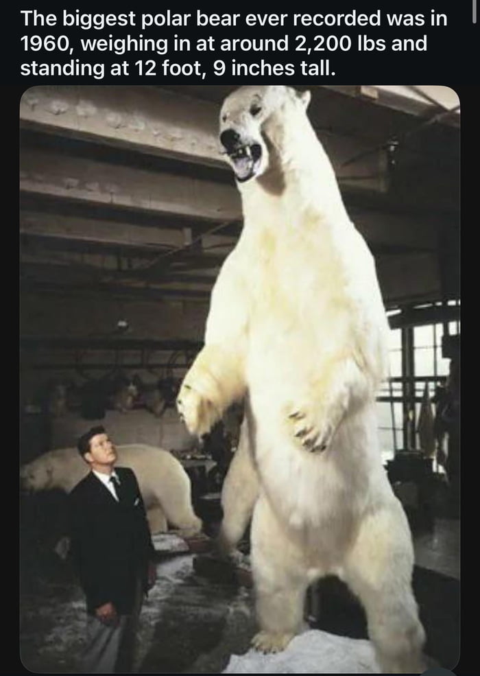 That is one massive polar bear. - 9GAG