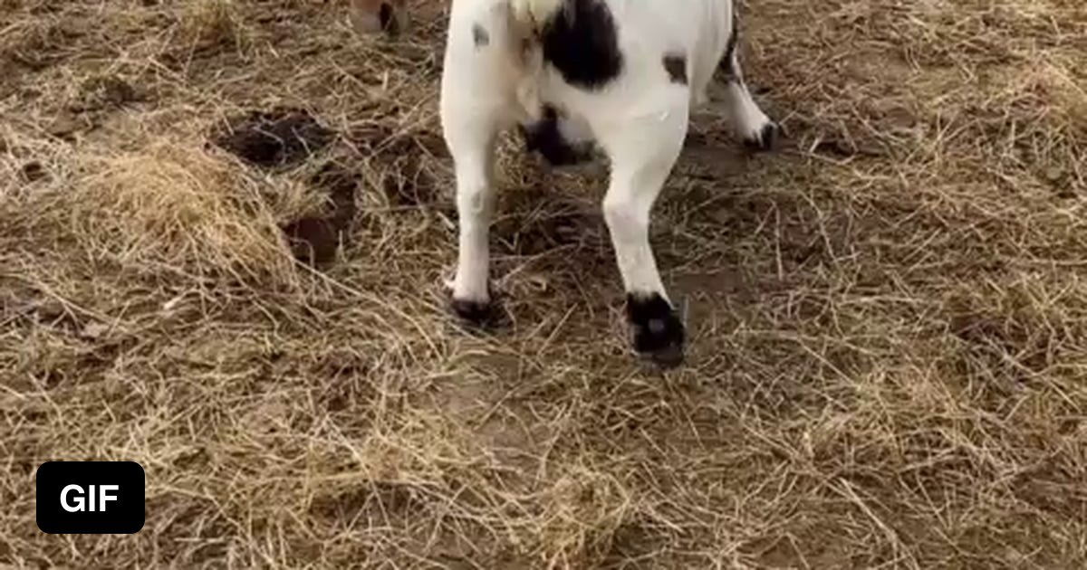 They play so nice with each other - 9GAG