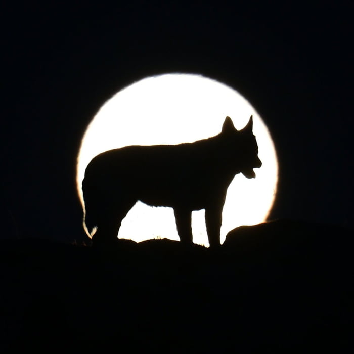 Grey wolf in the full moon. Van Turkey - 9GAG