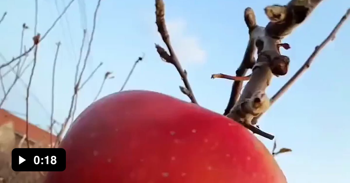 God: Has 1 rule Eve: - 9GAG