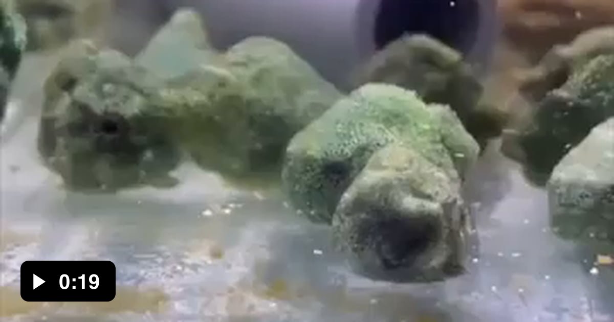 Dango fish found in japan - 9GAG