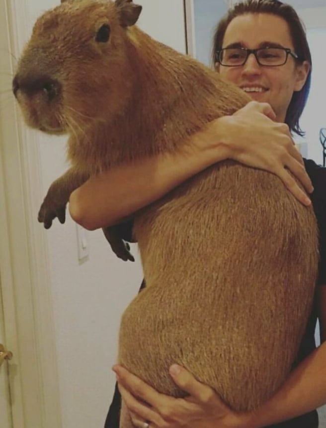 Of a capybara, he looks so cuddly! - 9GAG