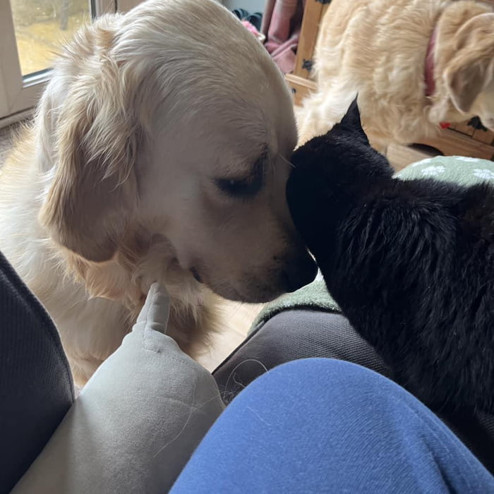 Head boop for the love - 9GAG