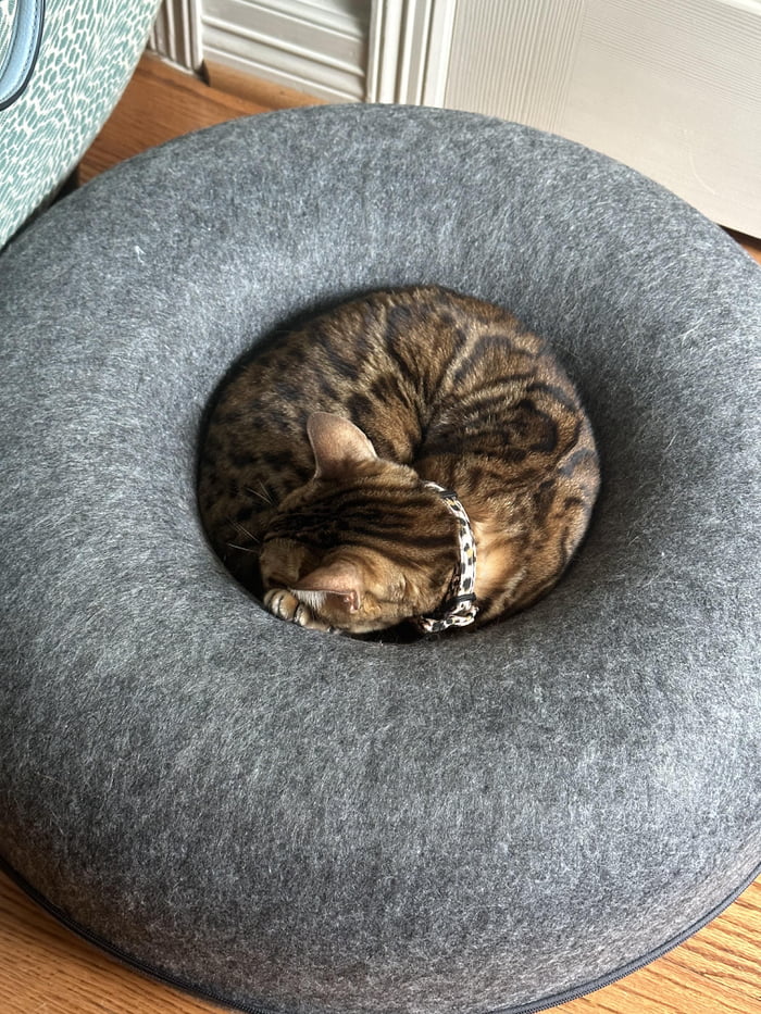 Circle cat, per wife request - 9GAG