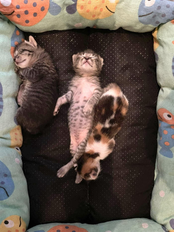 Sleepy trio - 9GAG