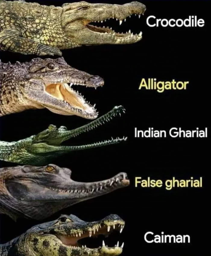 The differences - 9GAG