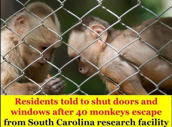 Who had escaped monkeys from the bio lab for November? 28 days later ...