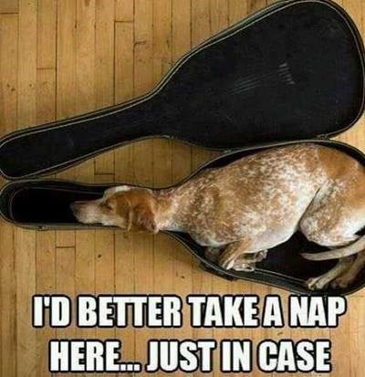 He had a Ruff day - 9GAG
