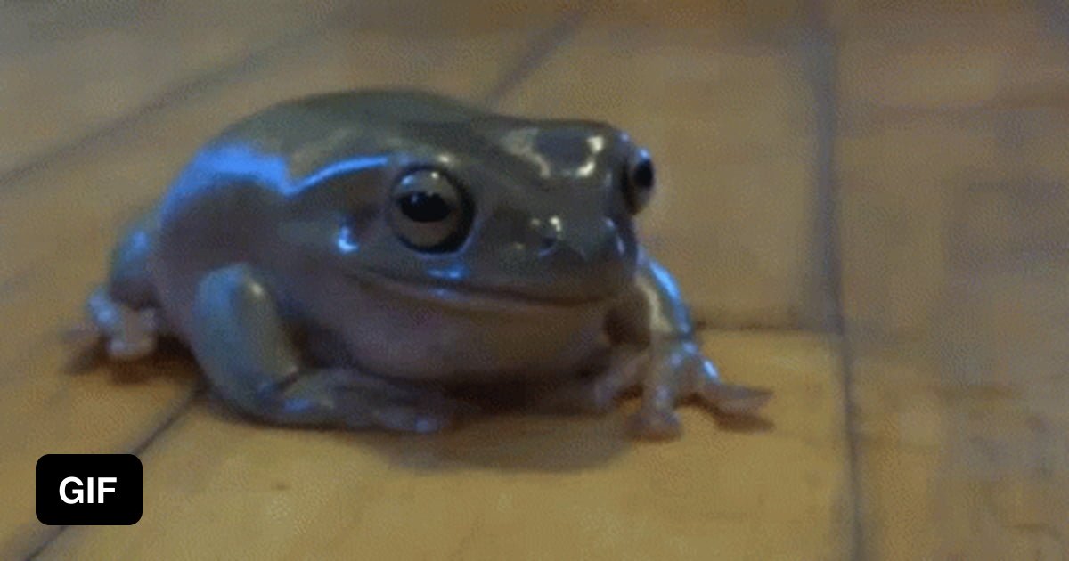 Not enough frogs for Frog's day - 9GAG