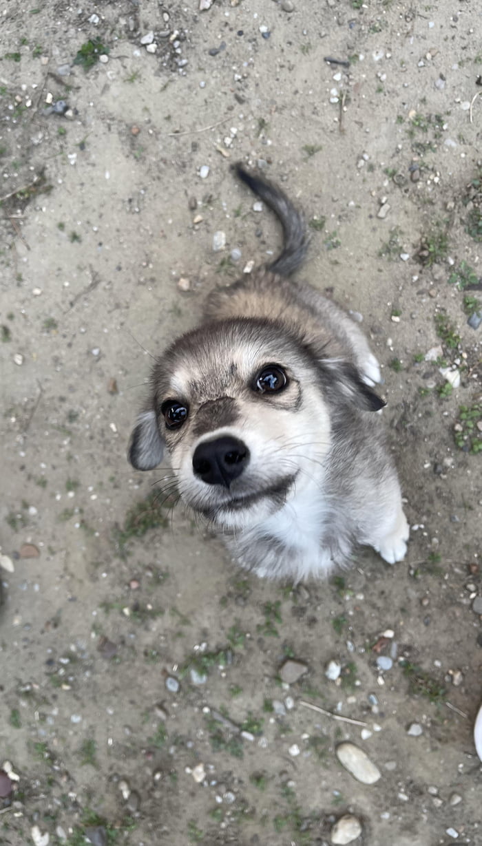 Give me cuddle human - 9GAG